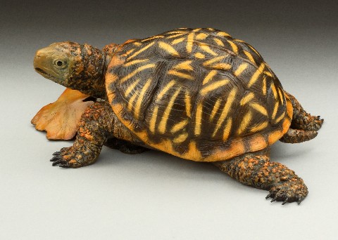 Box_Turtle