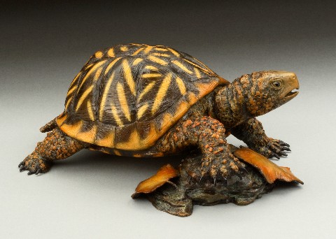 Box_Turtle